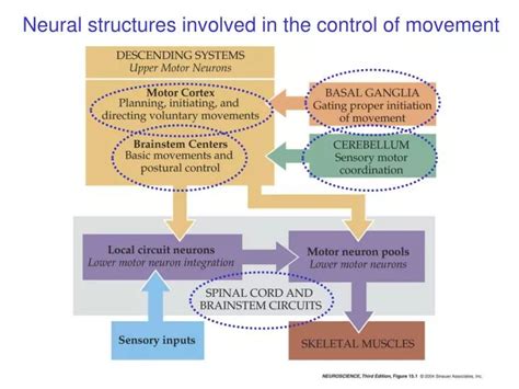 Ppt Neural Structures Involved In The Control Of Movement Powerpoint