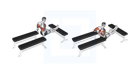 Dumbbell Seated Curl Guide Benefits And Form