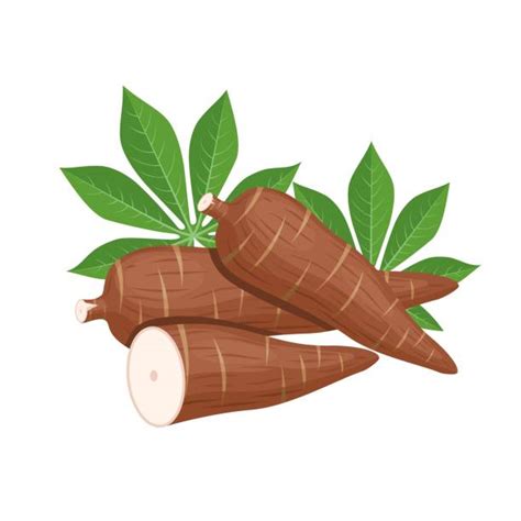 650 Singkong Ilustrasi Grafik Vektor And Clip Art Bebas Royalti