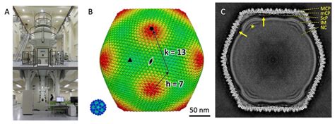 High Voltage Cryo Electron Microscopy Reveals Tiny Secrets Of ‘giant