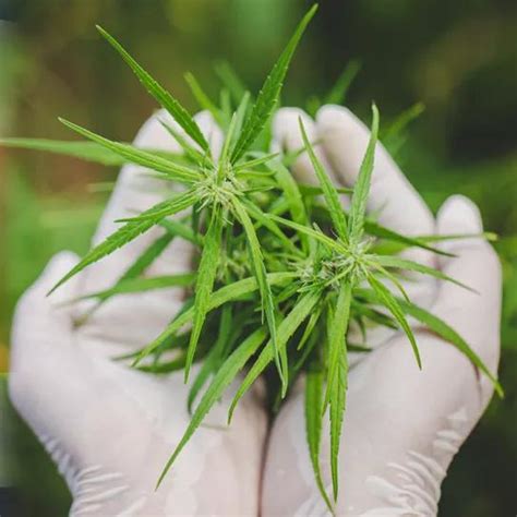 Costa Rica Podría Realizar Un Referéndum Para Legalizar Todos Los Usos