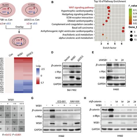 Wsb1 Enhances C Myc Expression Through Wnt B Catenin Pathway A