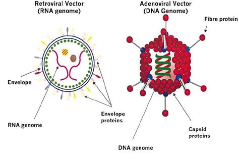 Dna And Rna Virus Morphology Adeno Associated Viral Vectors Aav Avv
