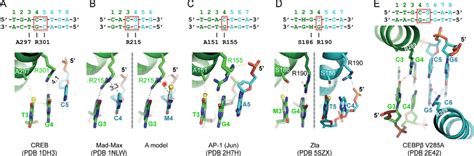 Comparison Of C Ebp Related Bzip Transcription Factors Bound With