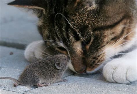 Cat And Mouse Alchetron The Free Social Encyclopedia