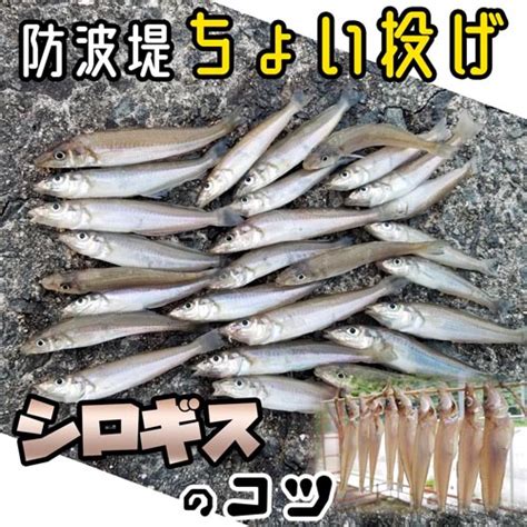 【シロギス】防波堤でちょい投げ入門：釣果アップの秘訣と、釣った後は一夜干し。外道も楽しみ。 山陰釣り天国