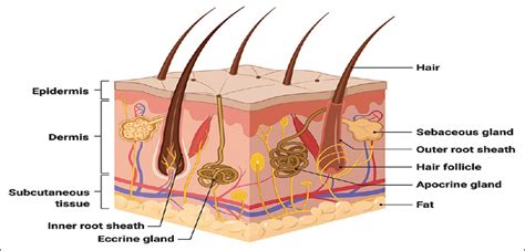 Hidradenitis Suppurativa Disease Pathophysiology And Sex Ho