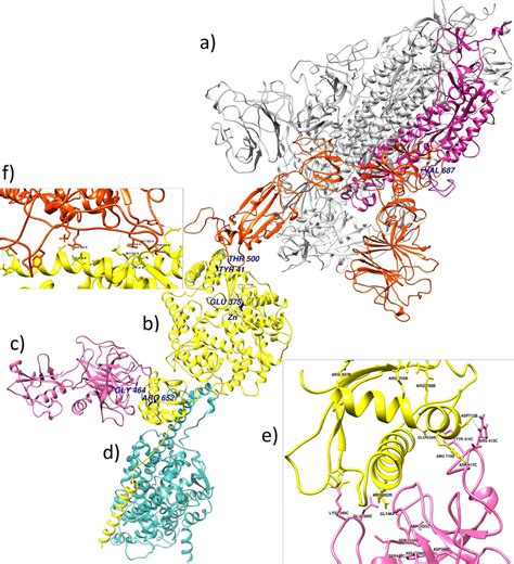 Structural Alignment Of The Spike Trimer Spike Monomer Ace2