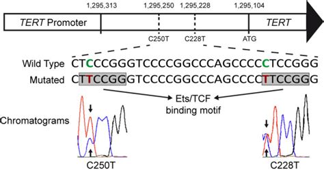 Schematic Figure Of The Tert Promoter Region Schematic Figure Of The