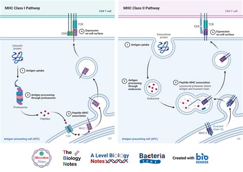 Mhc Molecules Antigen Processing And Presentation