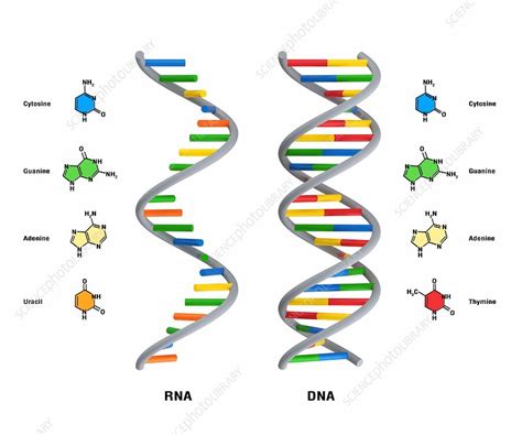 Structure Of Rna And Dna Illustration Stock Image C028 8654