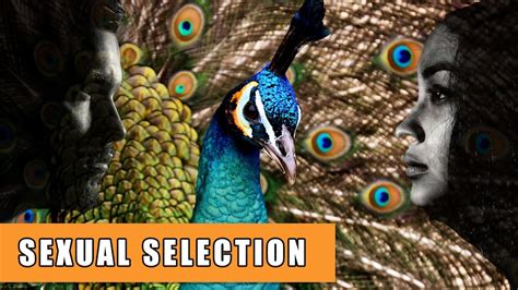 sexual selection in humans youtube