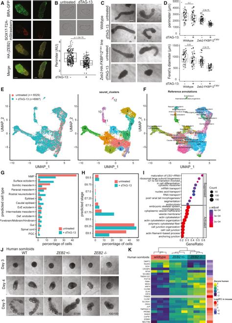 Deciphering Lineage Specification During Early Embryogenesis In Mouse