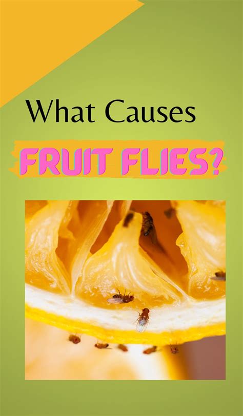 What Is The Difference Between House Flies And Fruit Flies