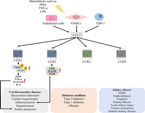 The Correlation Of Ccl7 In Cardiovascular Disease Diabetes Mellitus