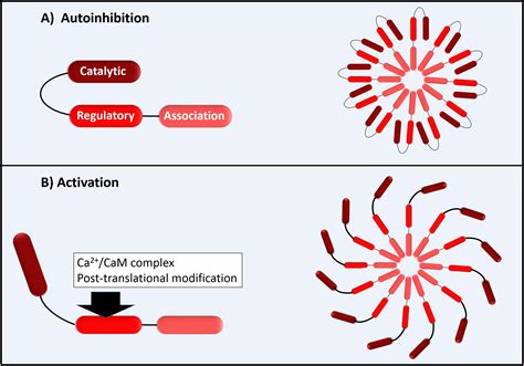 Frontiers An Overview Of The Role Of Calcium Calmodulin Dependent