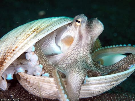sneaky octopus uses discarded shell as a hiding place daily mail online