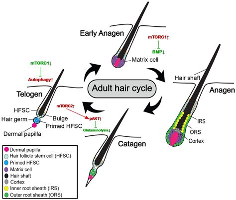 Frontiers Mtor Signaling In Hair Follicle And Hair Diseases Recent