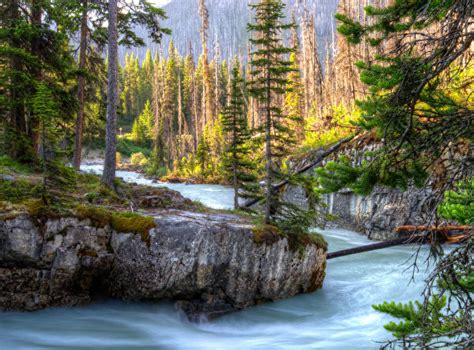 Fonds Decran 600x444 Canada Parc Rivières Forêts Kootenay Hdr Picea