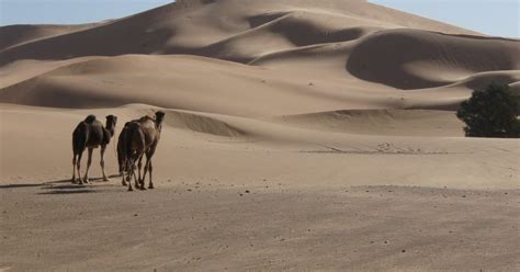 Giant Moroccan Sand Dune Formed 13 000 Years Ago Scientists Discover