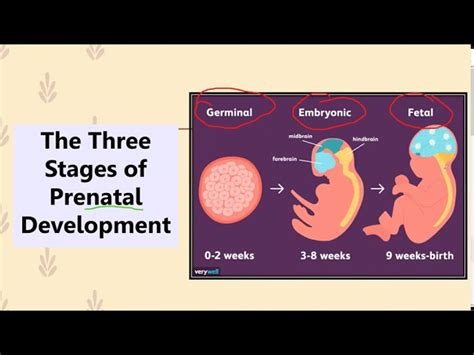 Prenatal Development Chart Poster Laminated Ubicaciondepersonas Cdmx