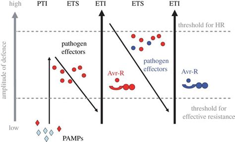 A Zigzag Model Of The Plant Immune System [28] Pti Pamp Triggered
