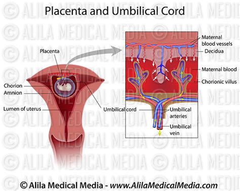 Alila Medical Media Placenta Structure Labeled Diagram Medical