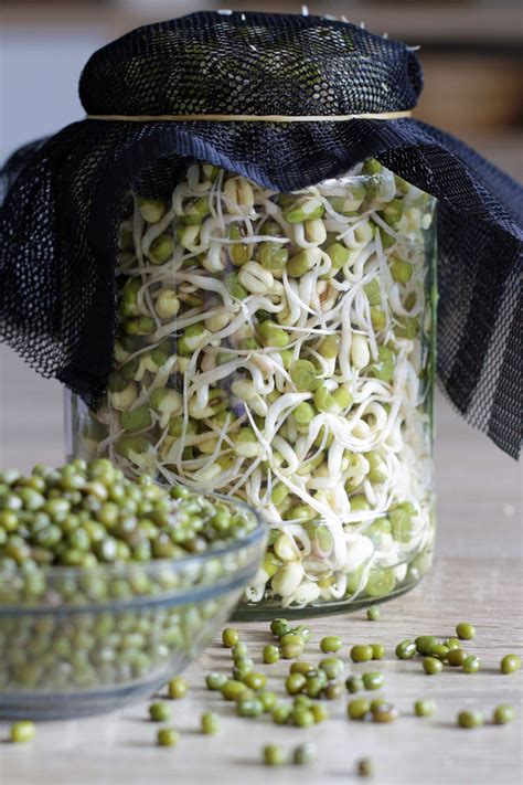 How To Sprout Mung Beans In A Jar In Only 3 Days