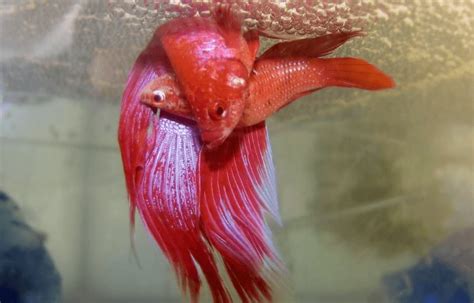 Cara Budidaya Ikan Cupang Suka Ikan
