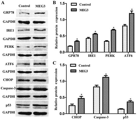 Involvement Of Endoplasmic Reticulum Stress And P53 In Lncrna Meg3