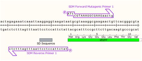 Site Directed Mutagenesis Primer Design And Protocol — Neosynbio