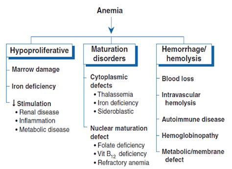 Anemia Physiology