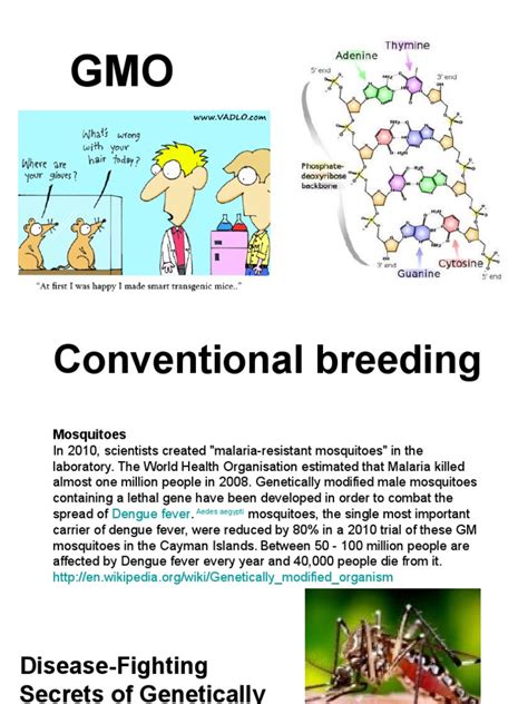 Gmo And Conventional Breeding Pdf Genetically Modified Organism