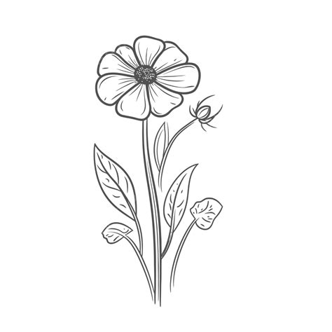 黑白花畫在白色背景輪廓草圖上 向量 野花繪圖 野花大綱 野花素描向量圖案素材免費下載，png，eps和ai素材下載 Pngtree