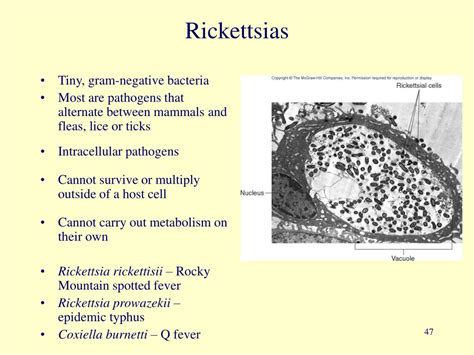 Ppt Prokaryotic Profiles The Bacteria And The Archaea Powerpoint