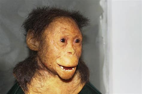 Reconstructed Australopithecus Afarensis Photograph By Photostock