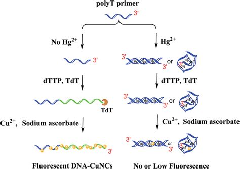 scheme 1 schematic of the fluorescent sensor based on tdt isothermal