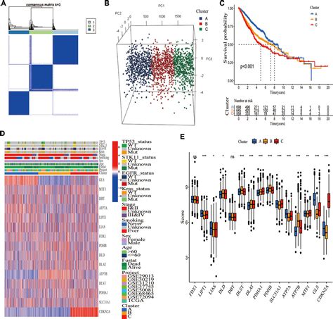 Frontiers Identification Of Cuproptosis Related Subtypes In Lung