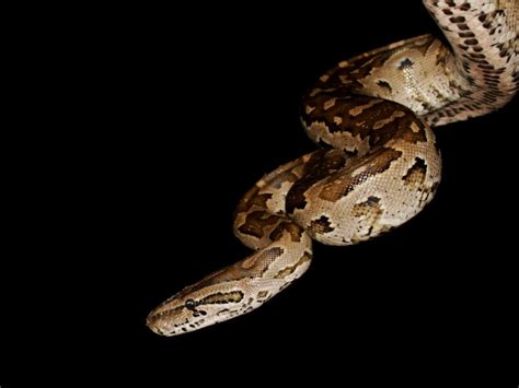 python attacks car tourists flee in fear that thing is crazy