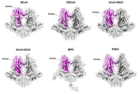 He Glycoprotein Schematic Diagrams With Putative Lectin Binding Domains