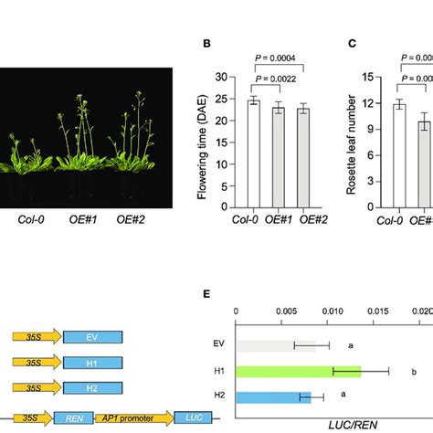 Pdf Identification Of Two Quantitative Genes Controlling Soybean