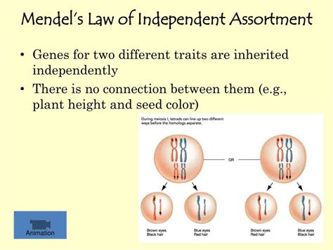 Ppt Mendelian Genetics Powerpoint Presentation Free Download Id