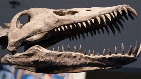 10 Amazing Facts You Probably Didnt Know About Stegosauruses Owlcation