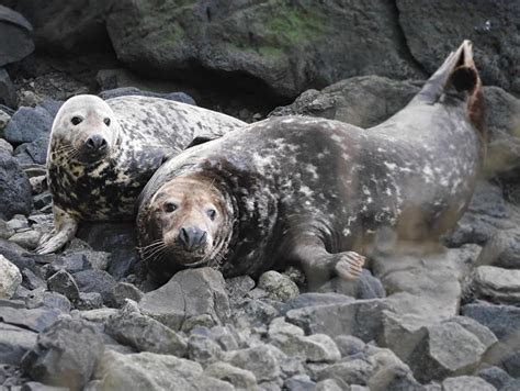 Scottish Seabird Centre