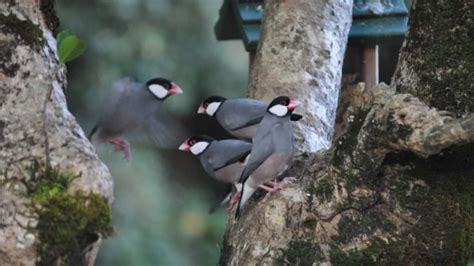 java sparrows youtube