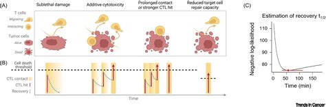 T Cell Mediated Additive Cytotoxicity Death By Multiple Bullets