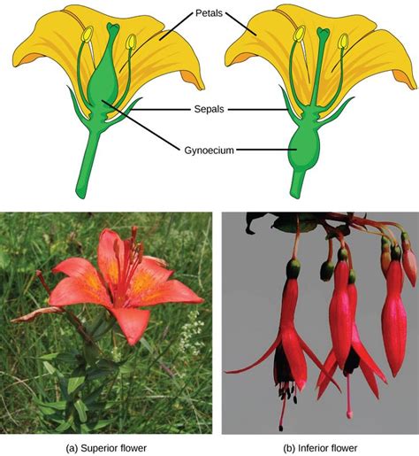 Reproductive Development And Structure Biology 2e Openstax