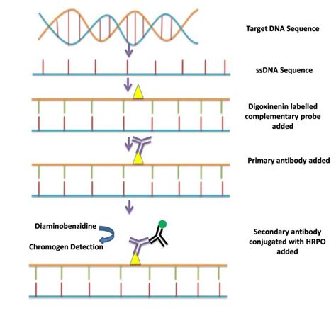 Principle Of Probe Hybridization Download Scientific Diagram