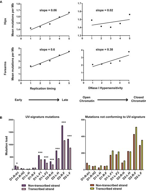 Somatic Mutation Loads Vary With Replication Timing And Transcription