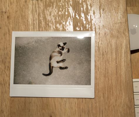 Free Images Wood Cat 2015 Art Drawing Picture Frame Calligraphy